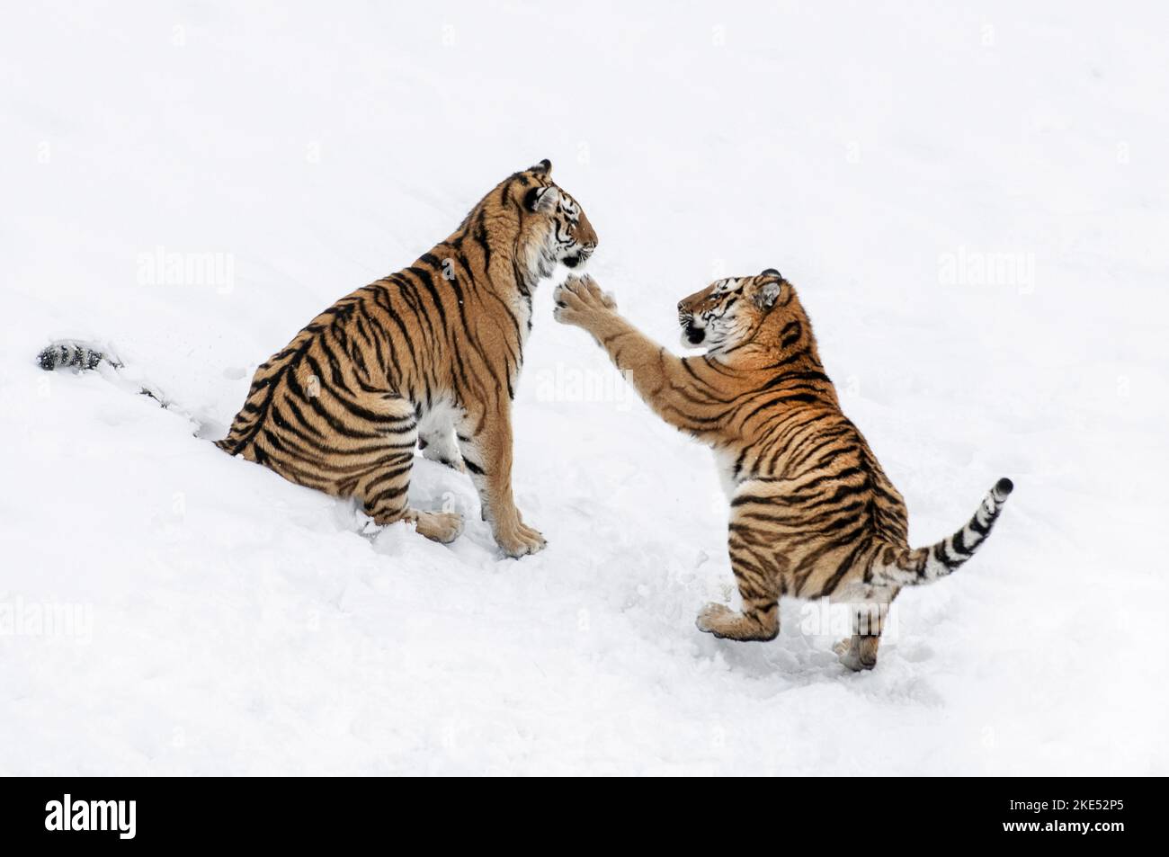 Siberian tiger fight hi-res stock photography and images - Alamy