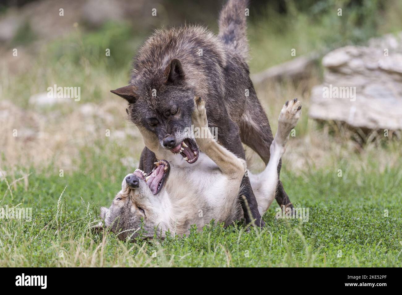 Grey Wolf with Eastern Timber Wolf Stock Photo - Alamy