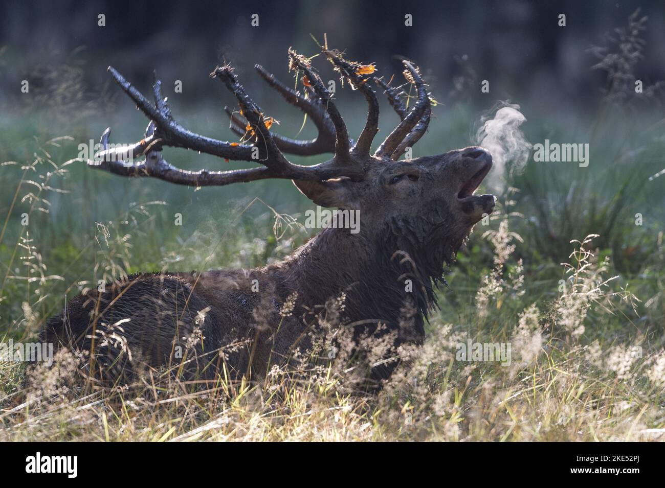 Red deer stag roar breath hi-res stock photography and images - Alamy