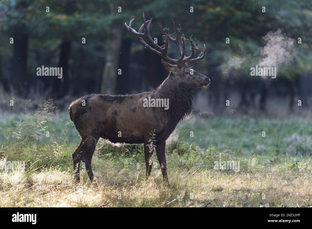 Red air horns hi-res stock photography and images - Alamy