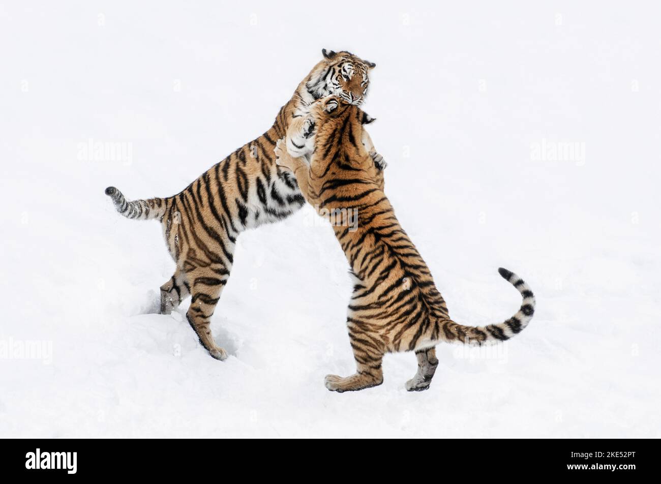 fighting Siberian Tiger Stock Photo - Alamy