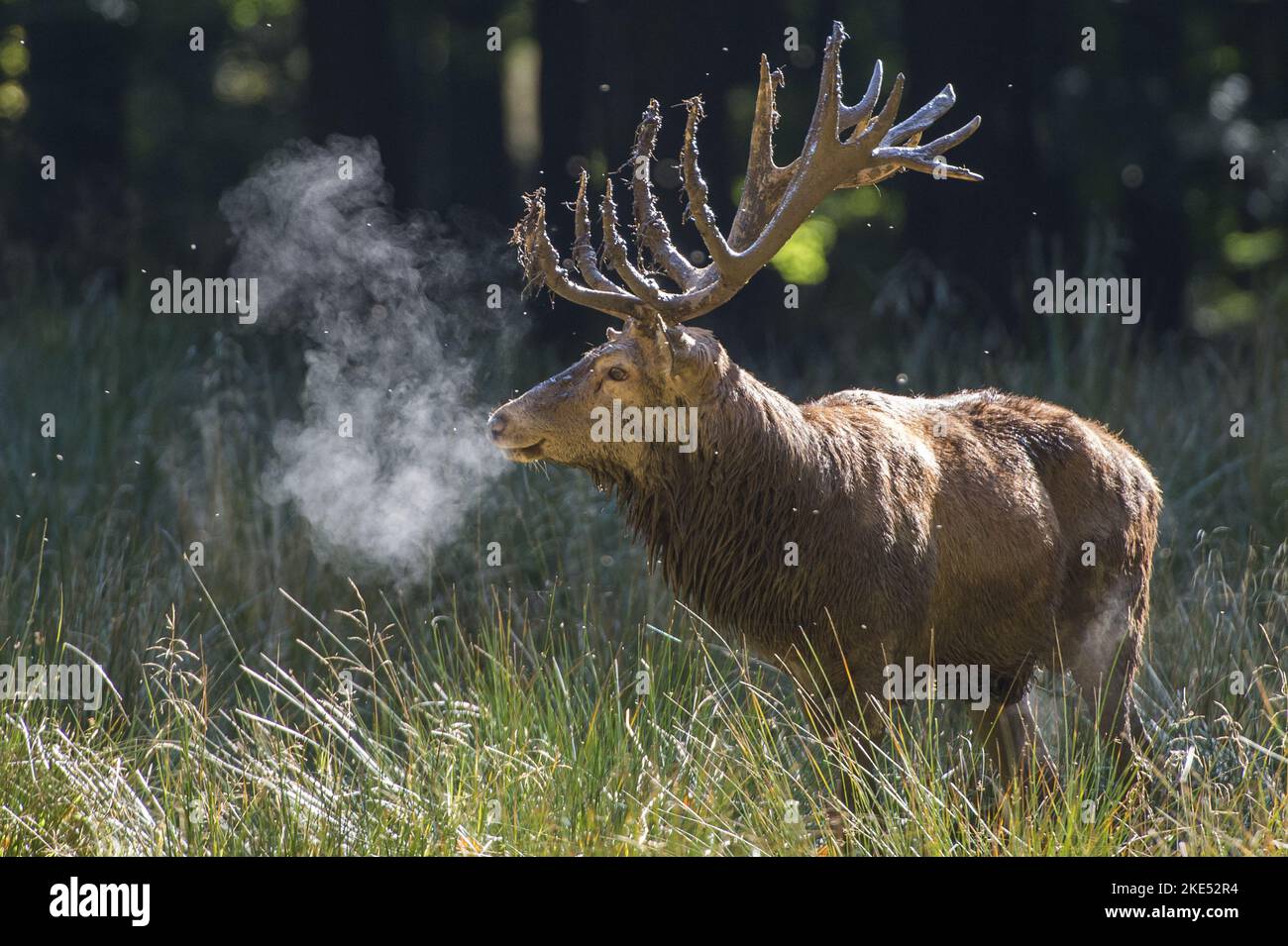 standing Red Deer Stock Photo - Alamy