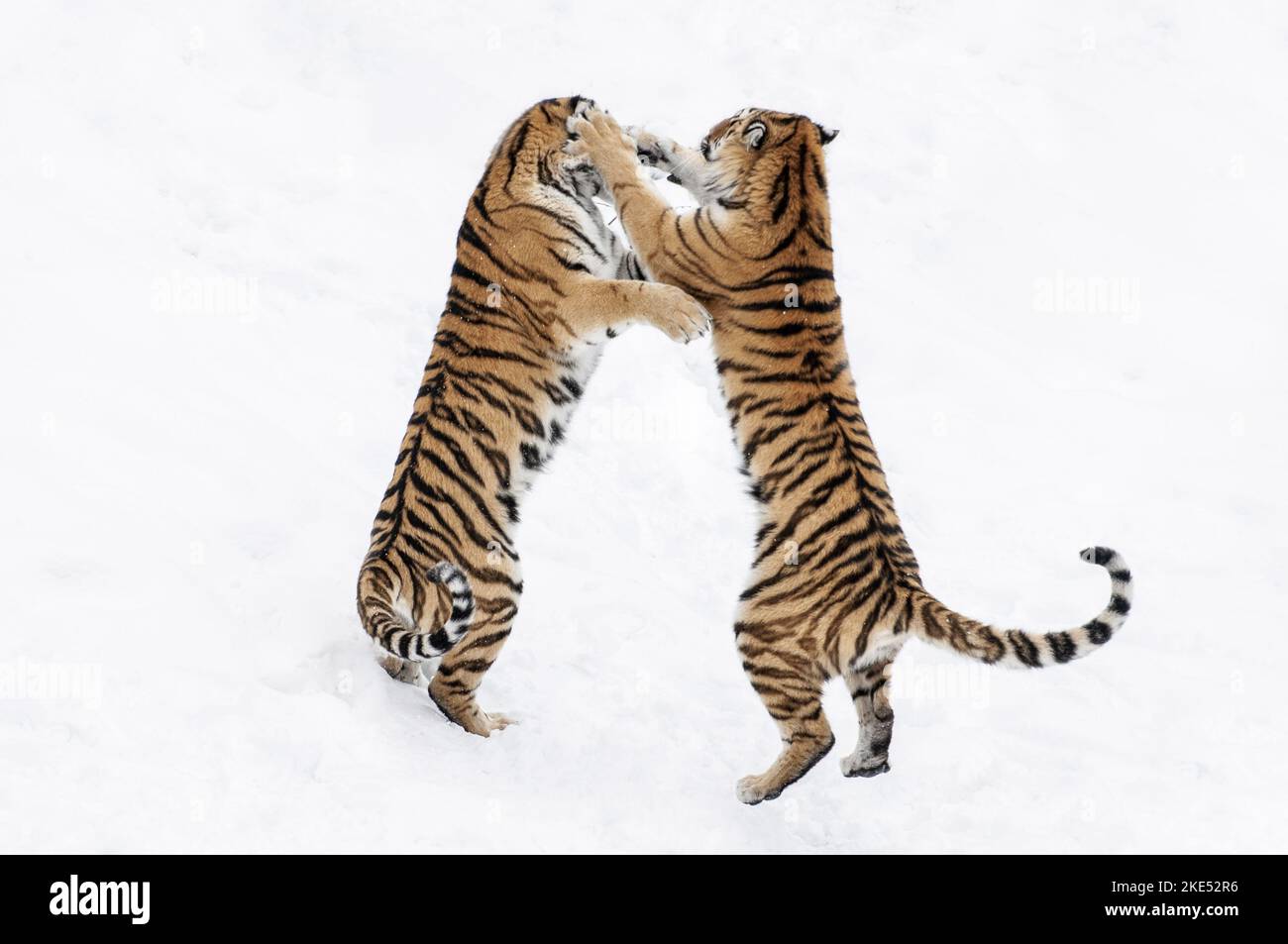 Siberian tiger fight hi-res stock photography and images - Alamy