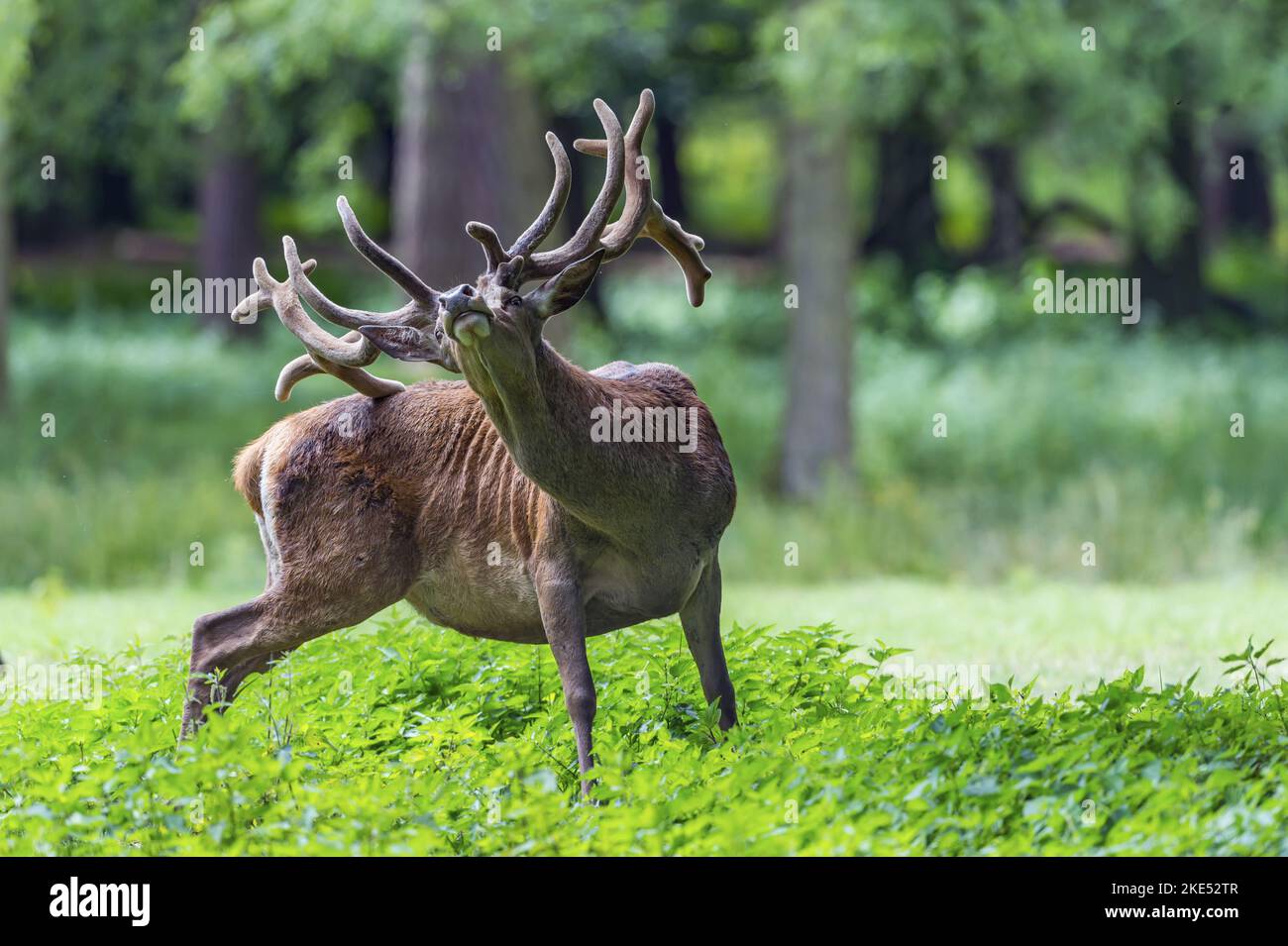 Deer rub tree hi-res stock photography and images - Alamy