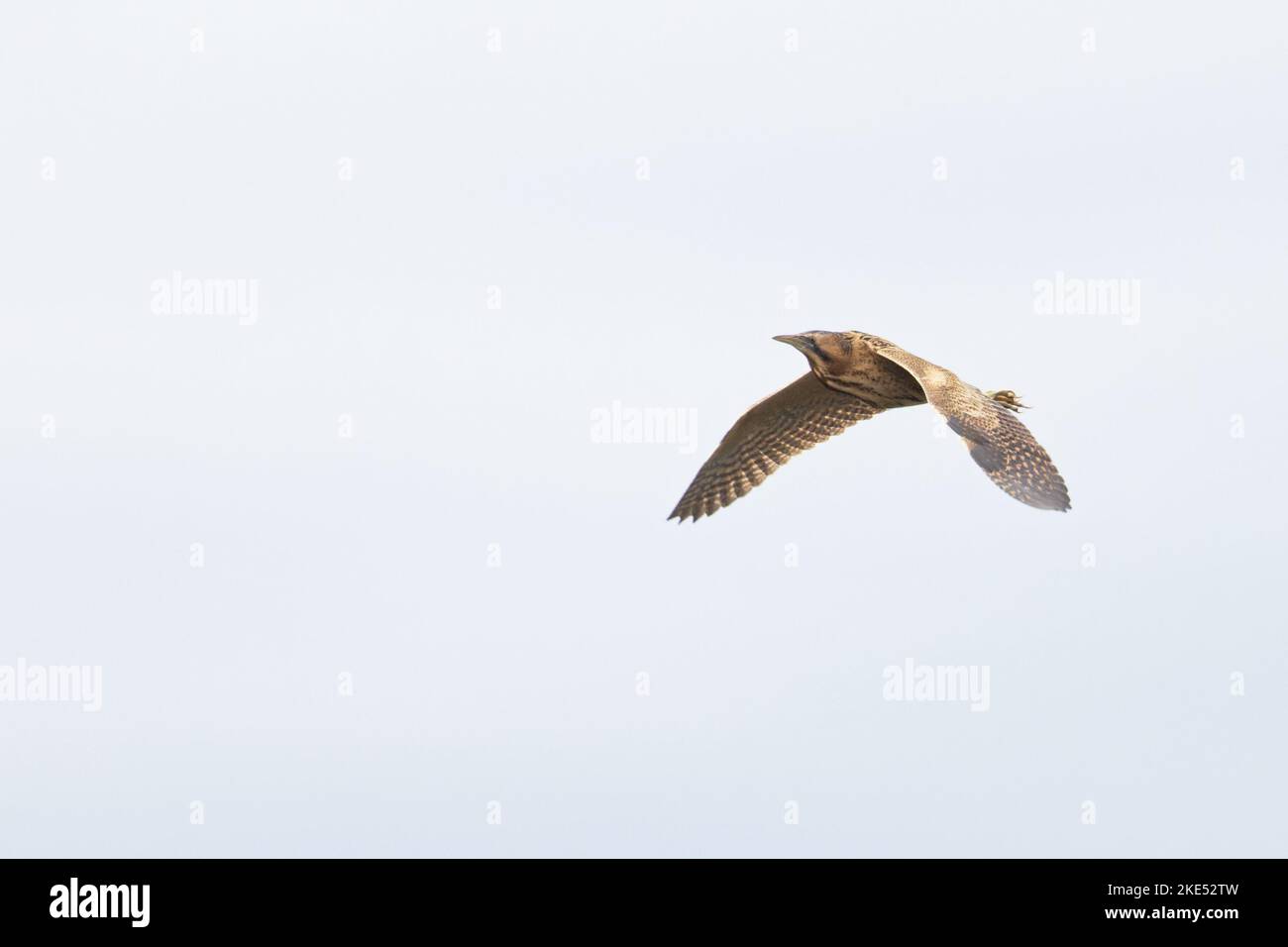 Bittern (Botaurus stellaris) Norfolk UK GB October 2022 Stock Photo - Alamy