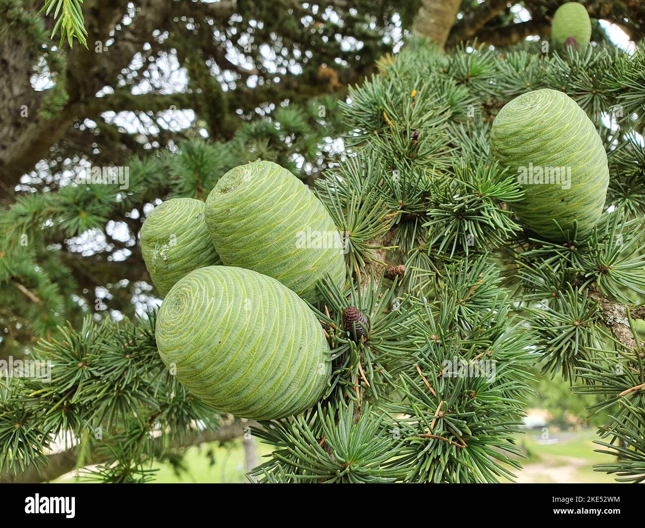 Cedar of lebanon wood texture hi-res stock photography and images - Alamy