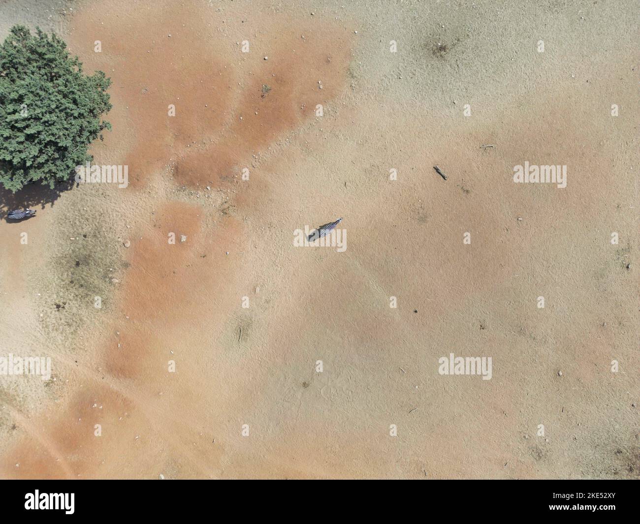 Aerial photo of a zebra in the zoo taken by a drone Stock Photo - Alamy