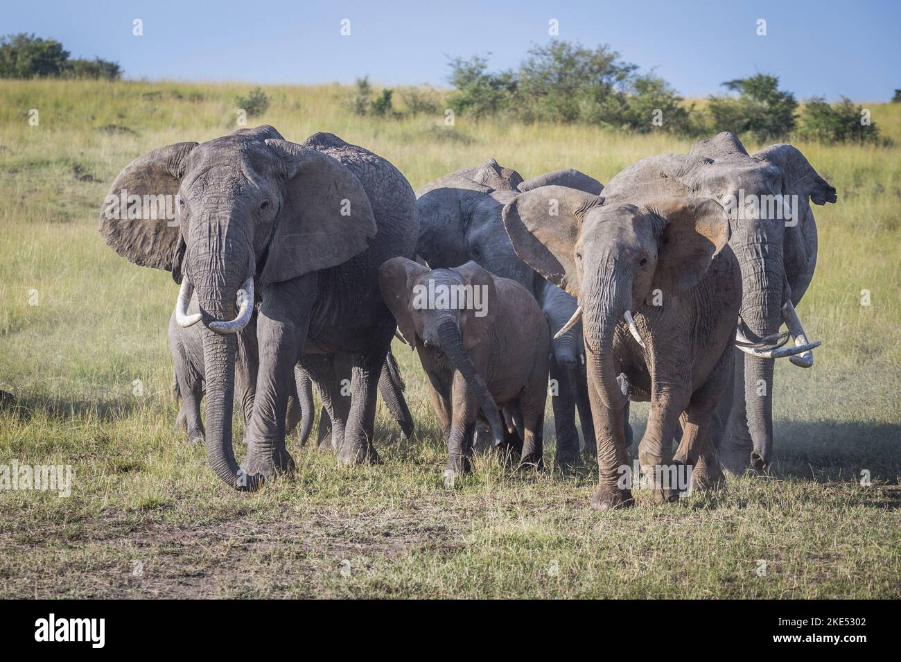 Baby elephants running hi-res stock photography and images - Alamy