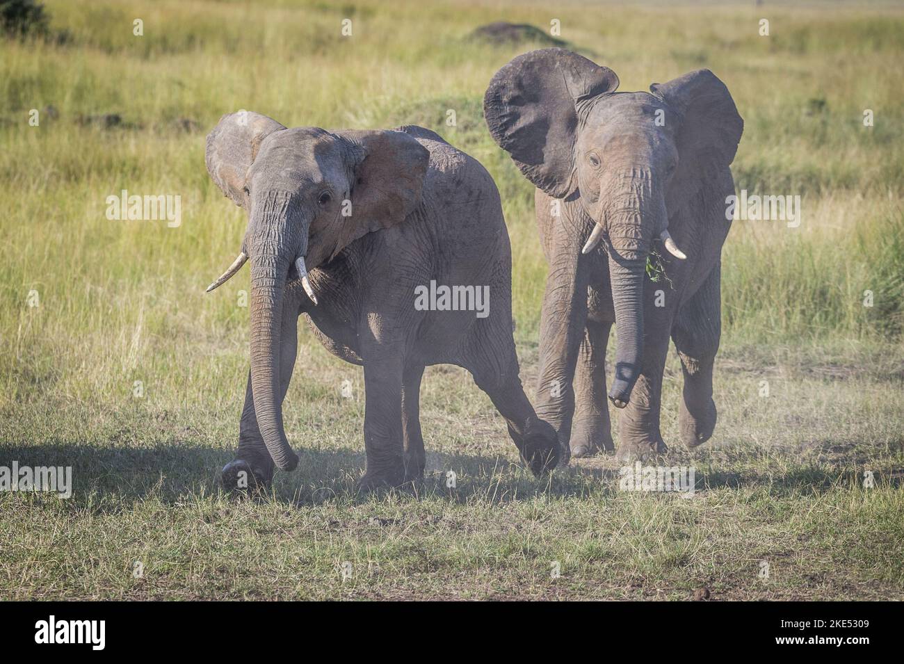 Elephant galloping hi-res stock photography and images - Alamy