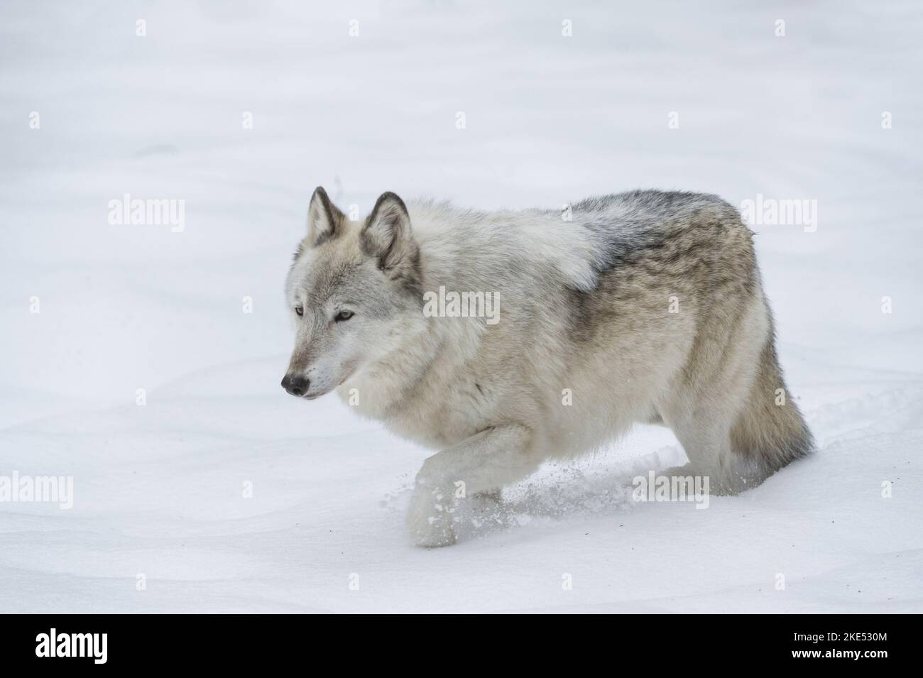 Wolf moves hi-res stock photography and images - Alamy
