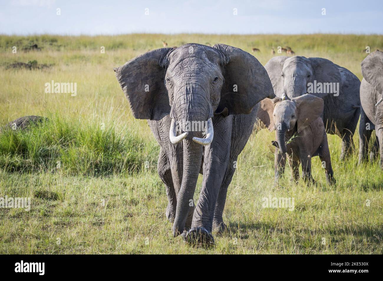 Elephant galloping hi-res stock photography and images - Alamy