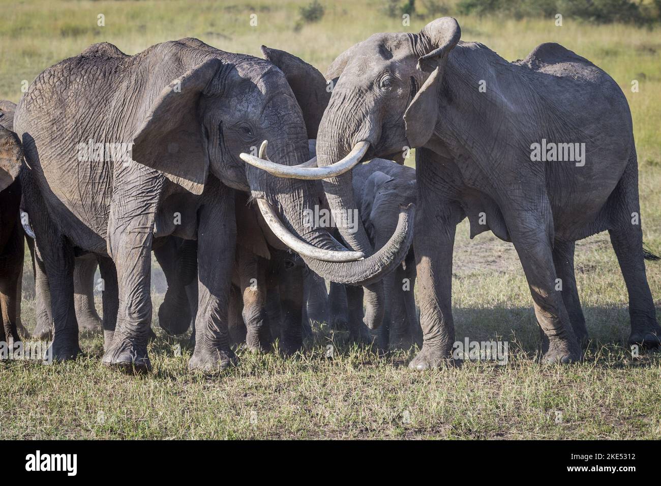 Standing elephants hi-res stock photography and images - Alamy