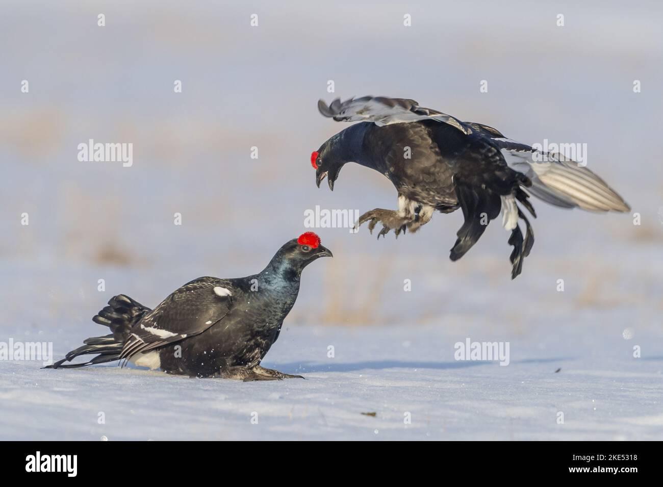 Lyrurus tetrix fight hi-res stock photography and images - Alamy