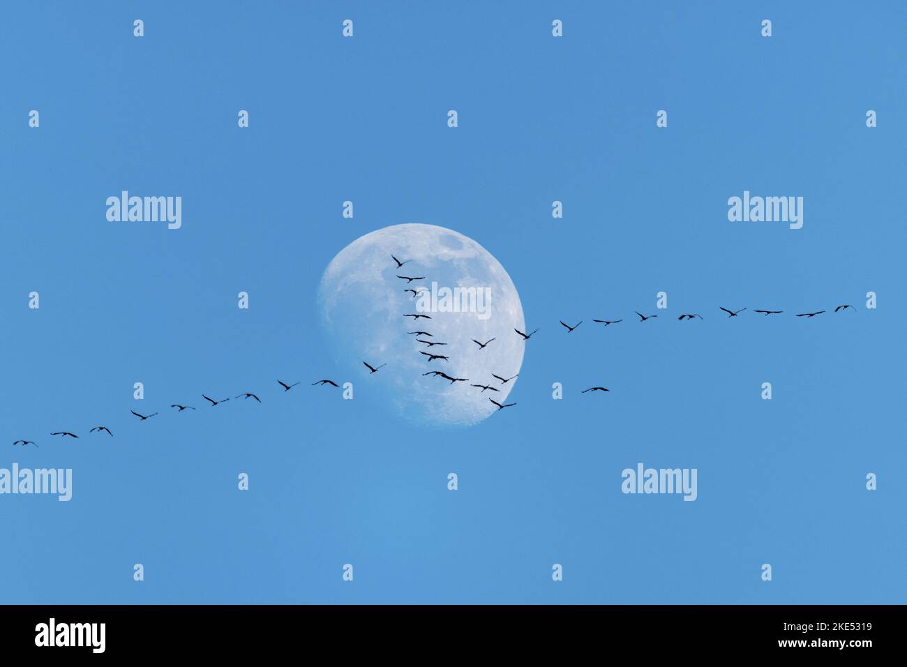 flying Common Cranes Stock Photo - Alamy