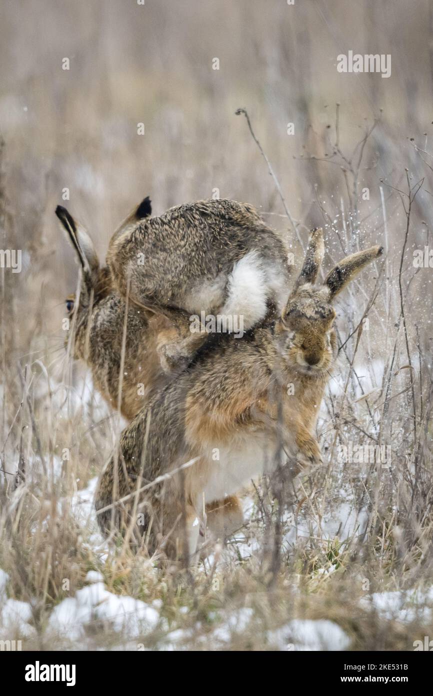 Fighting hares hi-res stock photography and images - Alamy
