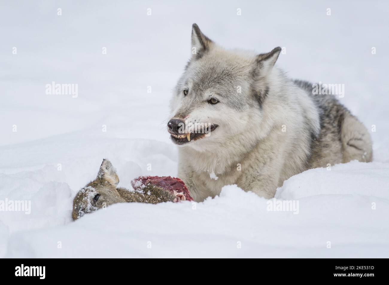 Wolf lying dead hi-res stock photography and images - Alamy