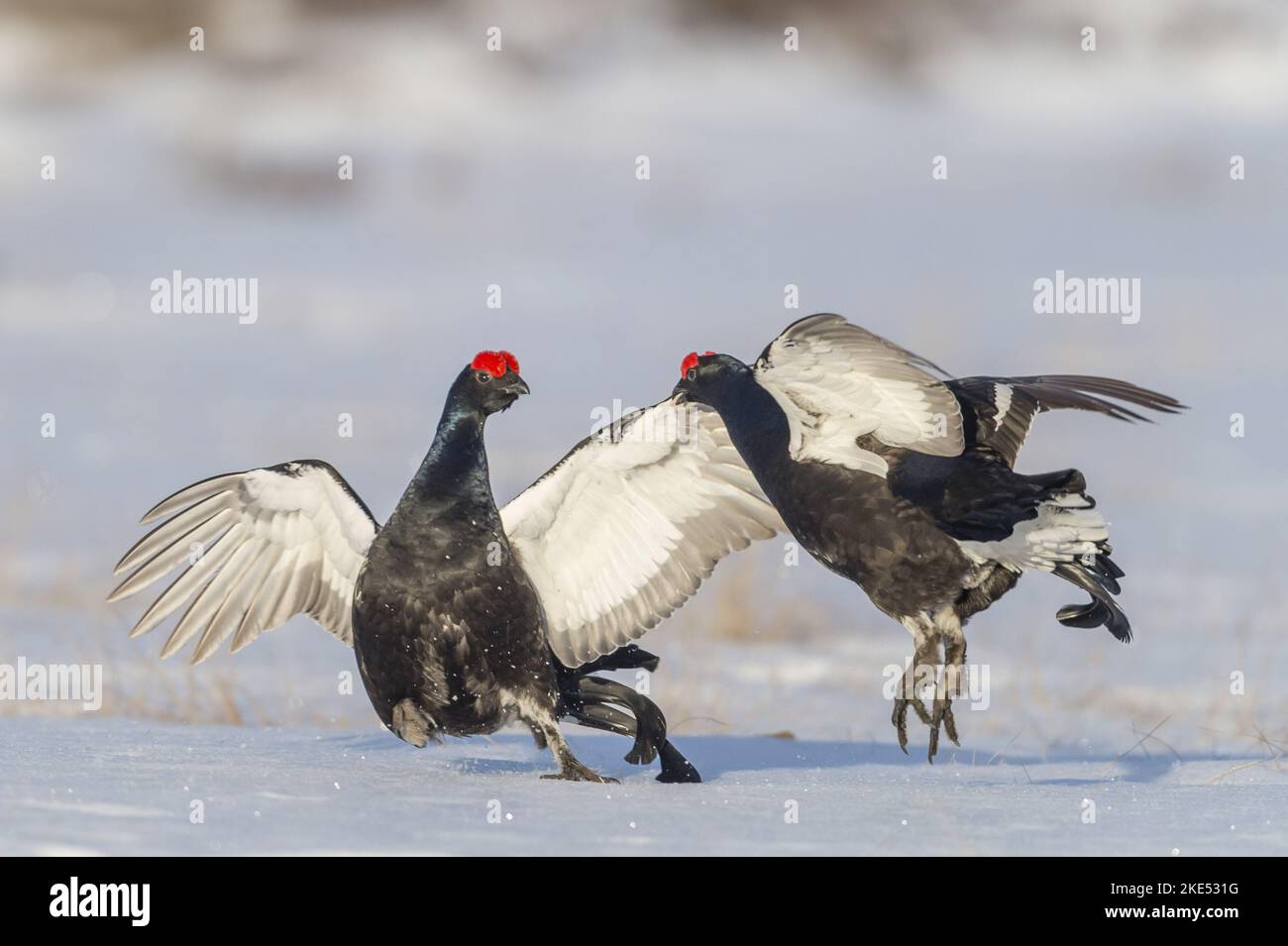 Lyrurus tetrix fight hi-res stock photography and images - Alamy