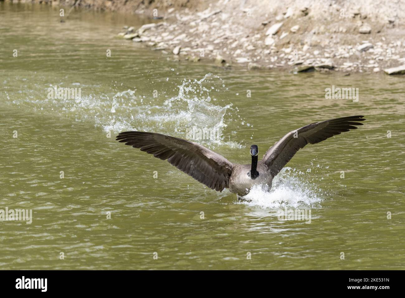 Canada goose flaps wings hi-res stock photography and images - Alamy