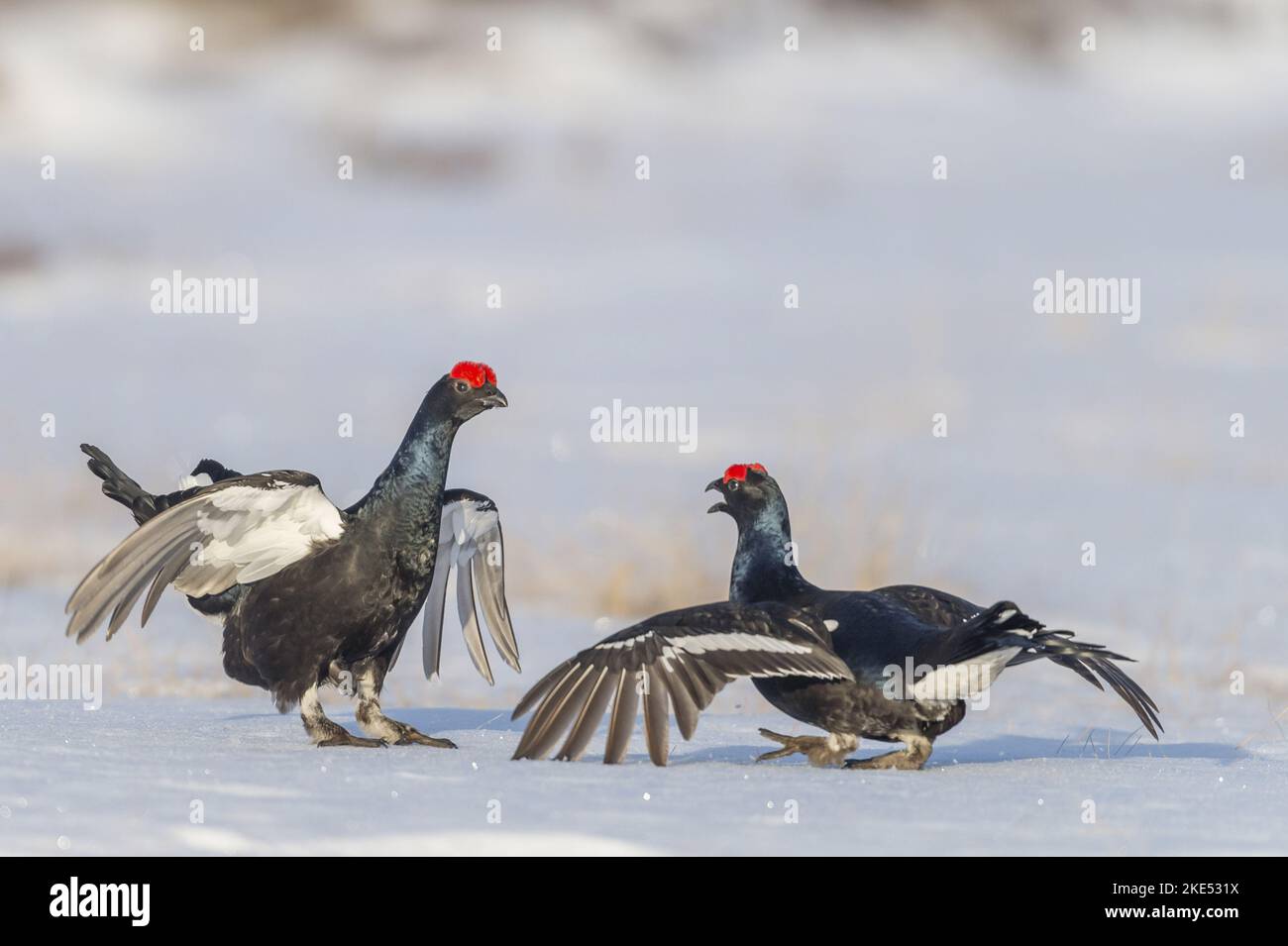 Lyrurus tetrix fight hi-res stock photography and images - Alamy