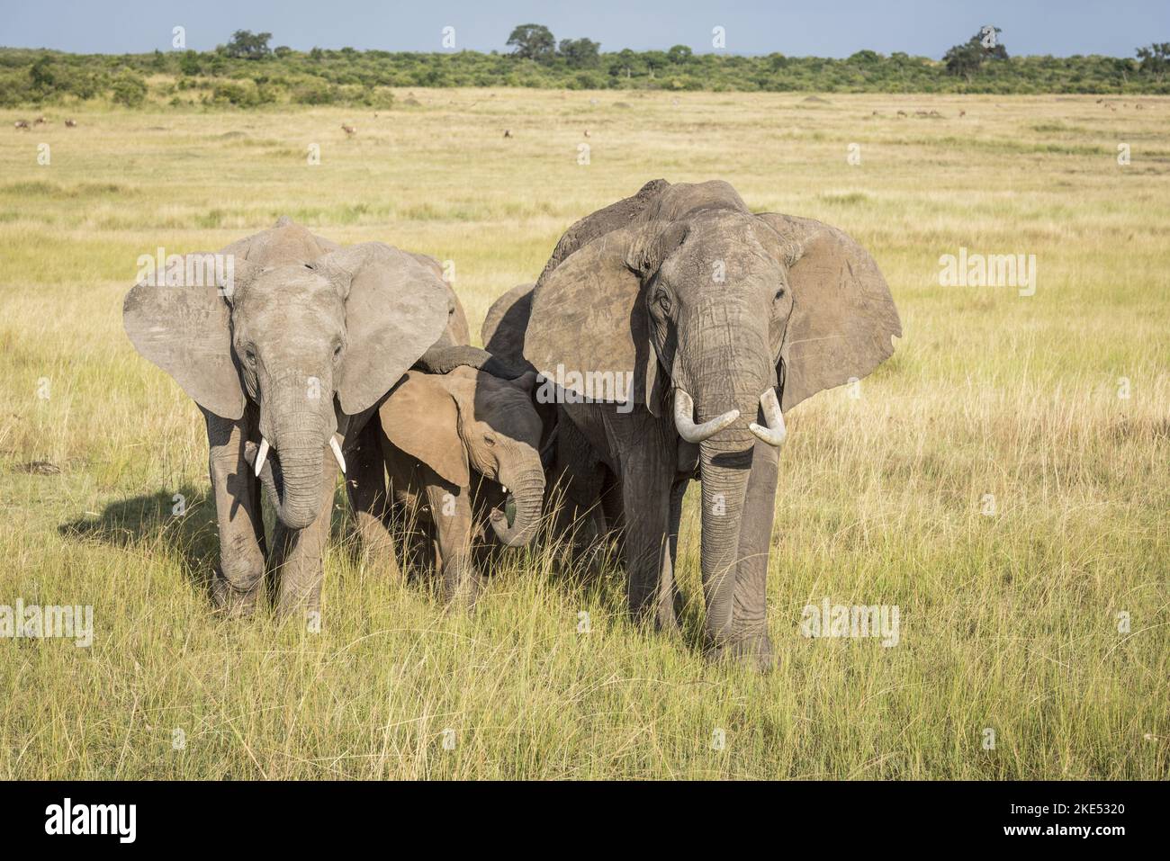 Standing elephants hi-res stock photography and images - Alamy