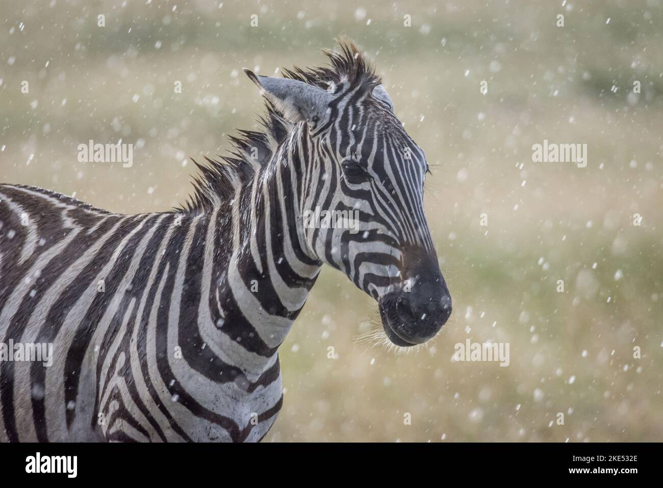 Zebra in the rain Stock Photo - Alamy