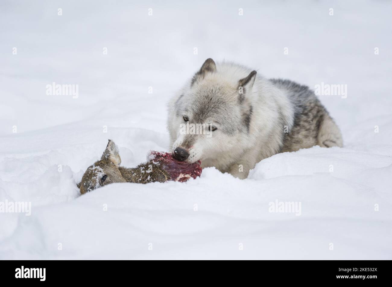 wolf with prey Stock Photo - Alamy