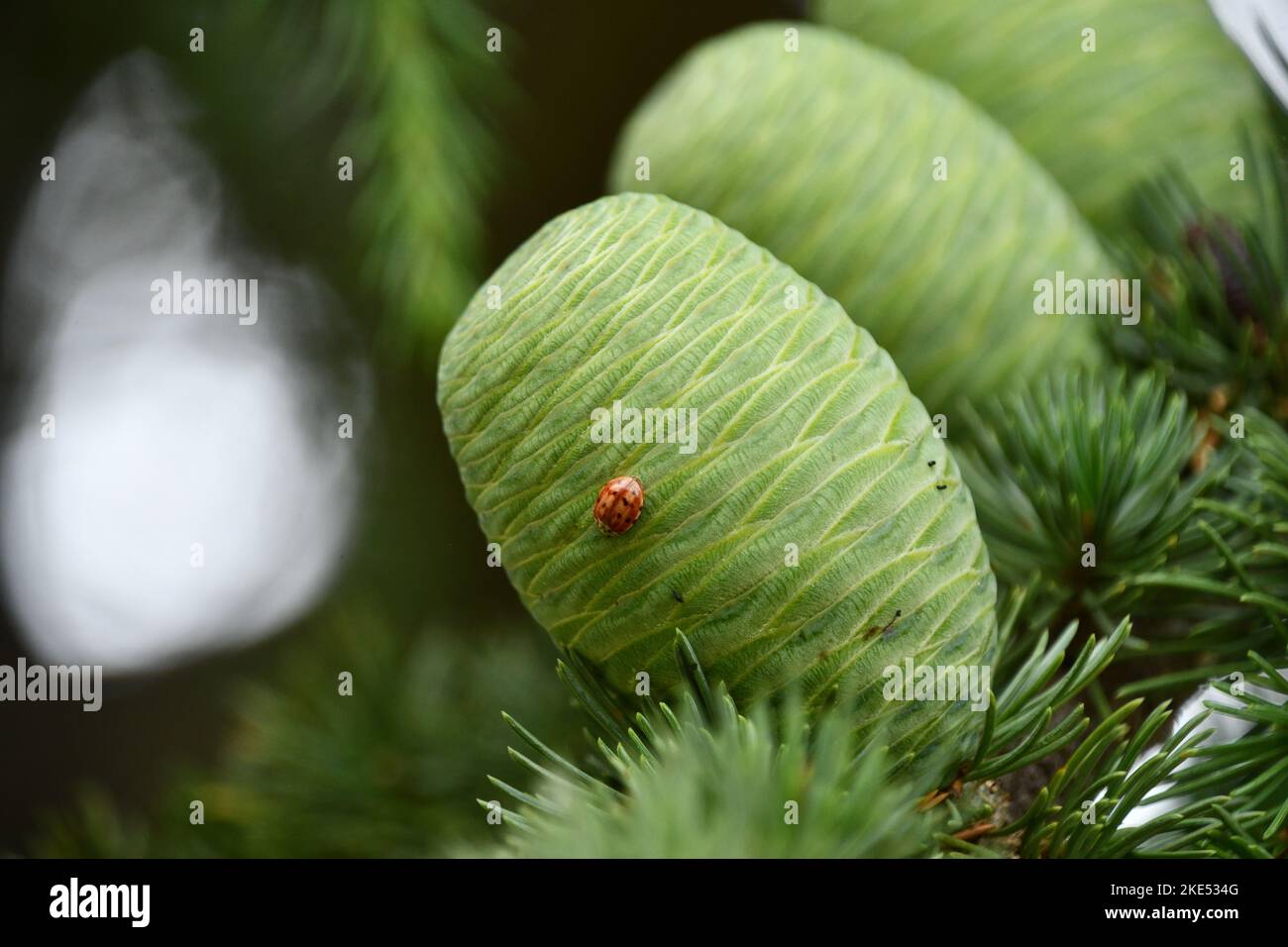 The ladybug on the pine cone of the cedar of Lebanon Stock Photo - Alamy