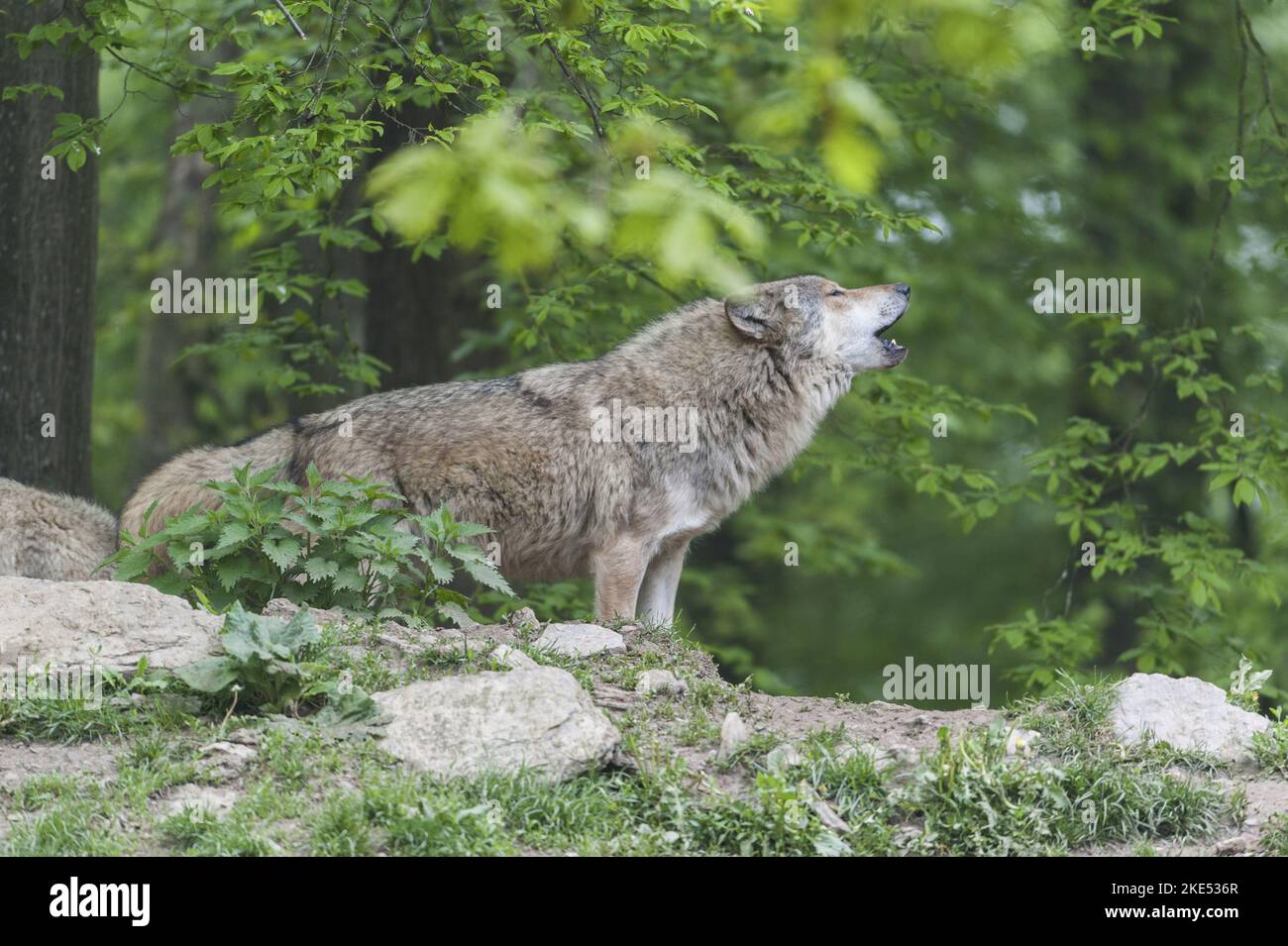 The howling stones hi-res stock photography and images - Alamy