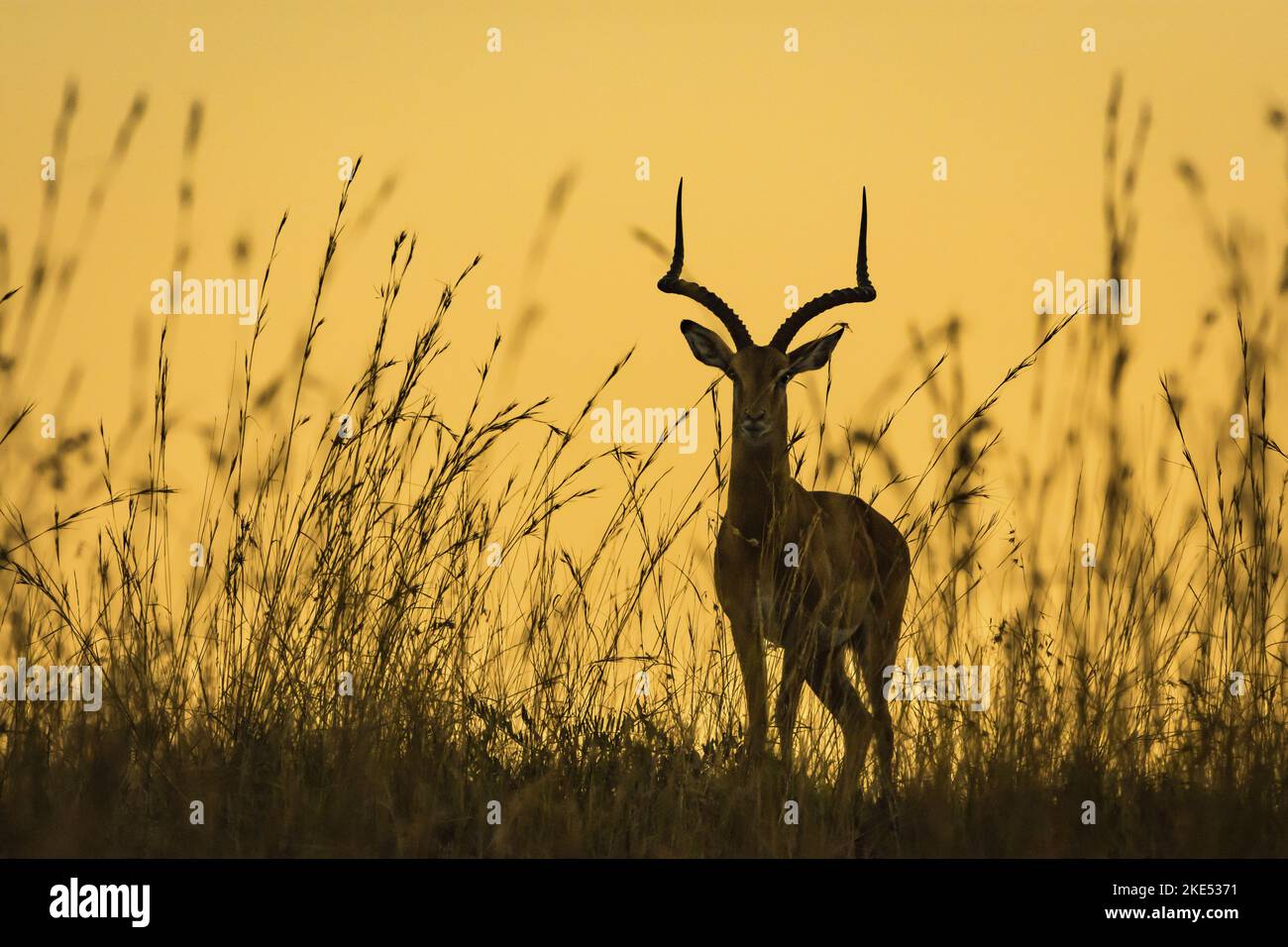 Standing impala hi-res stock photography and images - Alamy