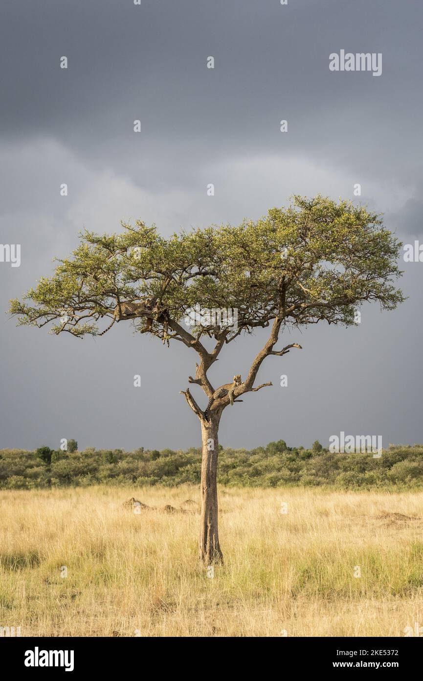 Leopards and impala hi-res stock photography and images - Alamy