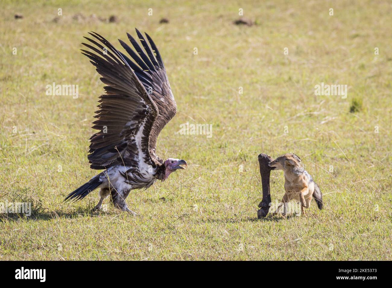 Red Jackal fights with Lappet-faced Vulture Stock Photo - Alamy