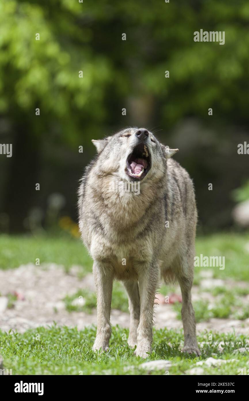 The howling stones hi-res stock photography and images - Alamy