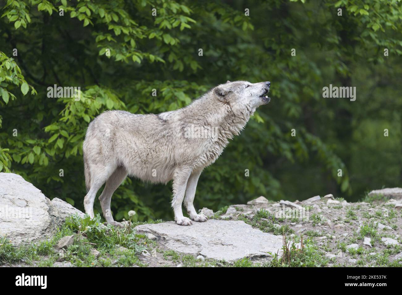 Wolf howl profile hi-res stock photography and images - Alamy