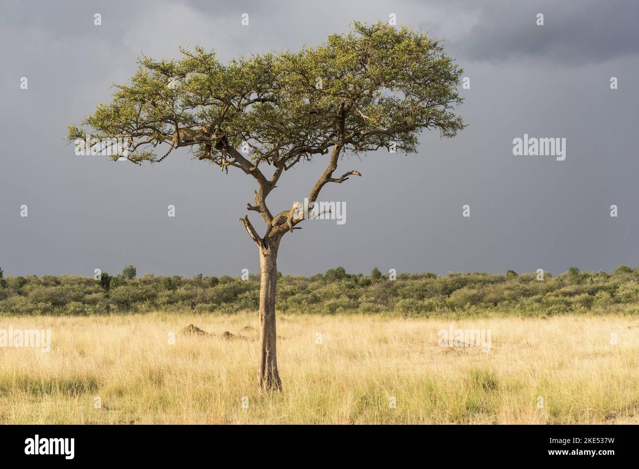 Impalas and leopard hi-res stock photography and images - Alamy