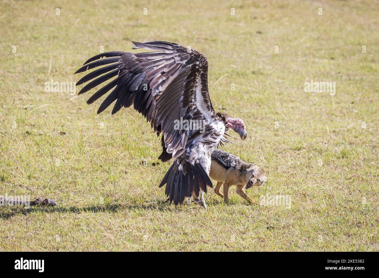Vulture fight jackal hi-res stock photography and images - Alamy