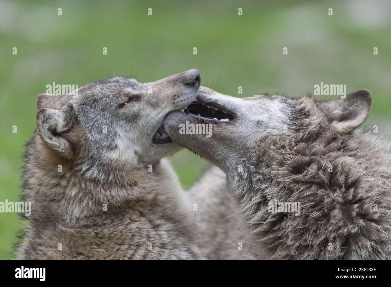Two wolves attacking hi-res stock photography and images - Alamy