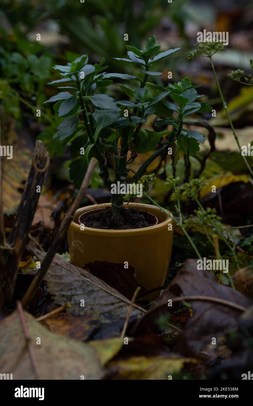 A vertical shot of a plant growing in a planter placed on the ground of ...