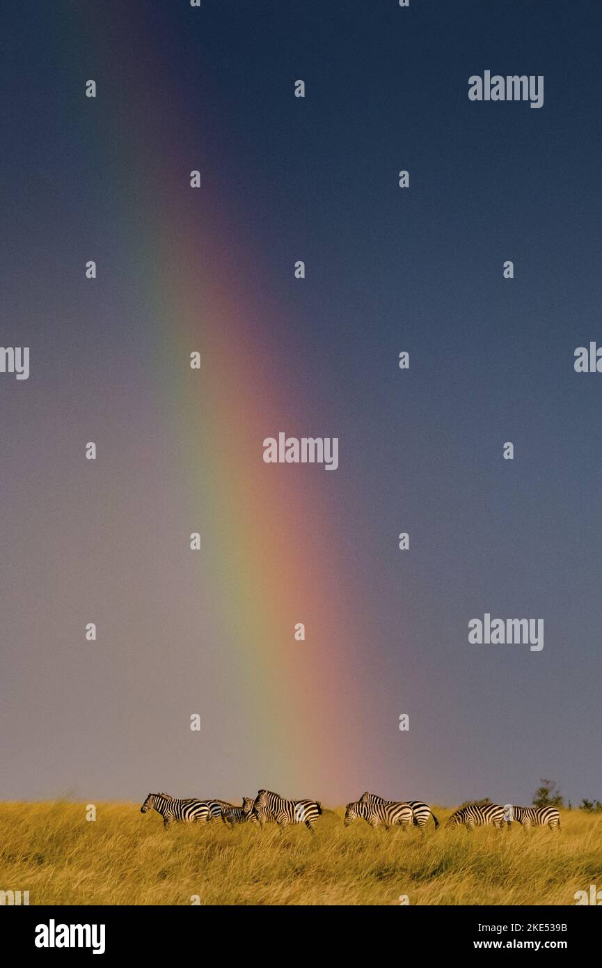 Zebras with rainbow Stock Photo - Alamy