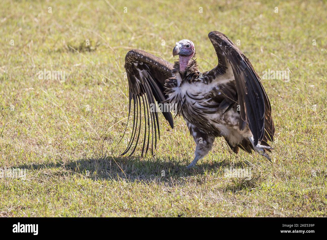 walking Lappet-faced Vulture Stock Photo - Alamy