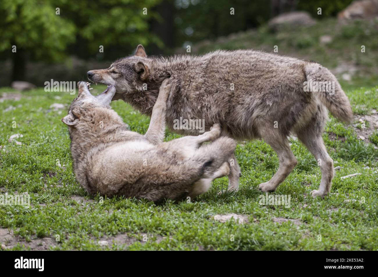 Fighting wolves hi-res stock photography and images - Alamy