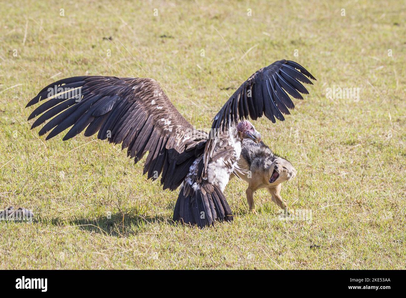 Red Jackal fights with Lappet-faced Vulture Stock Photo - Alamy