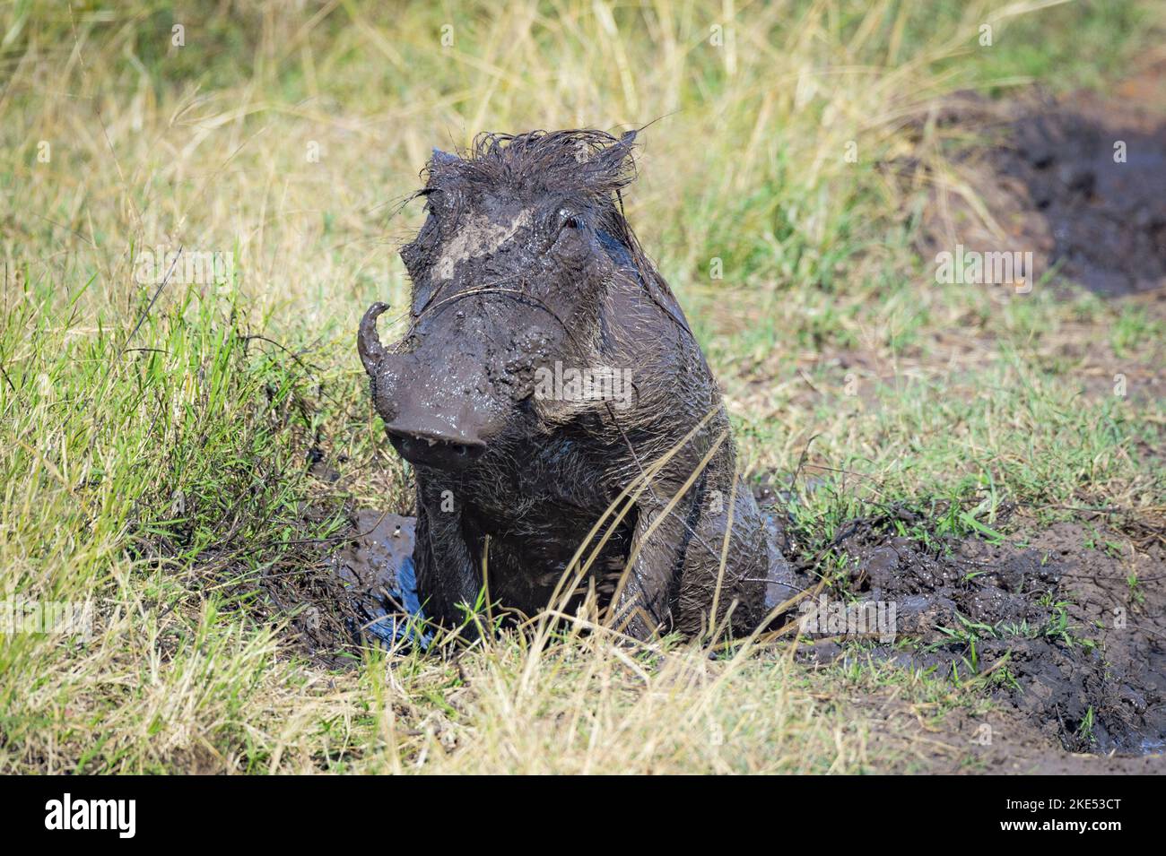 Dirty warthog hi-res stock photography and images - Alamy
