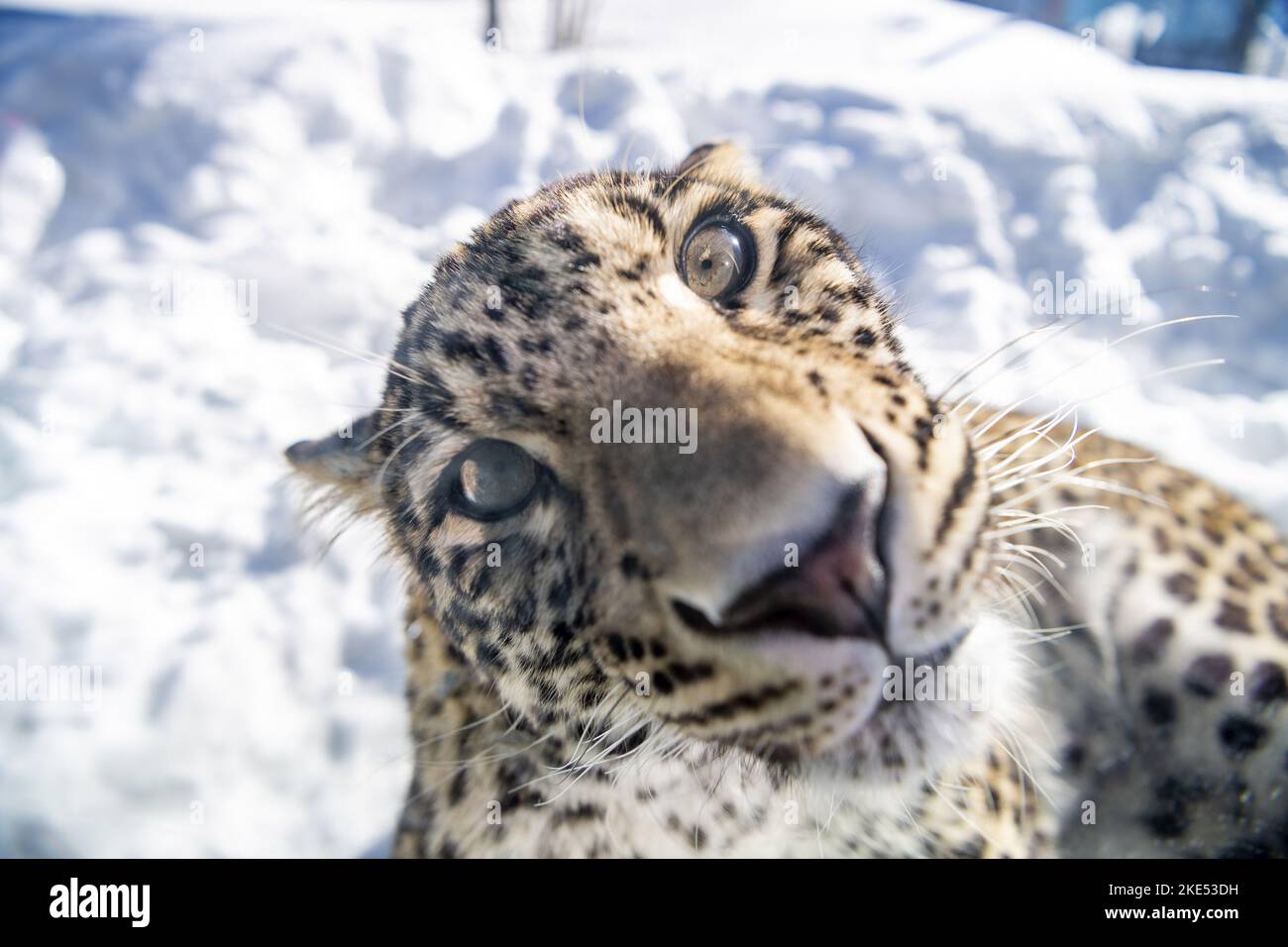 Iranian leopard hi-res stock photography and images - Alamy