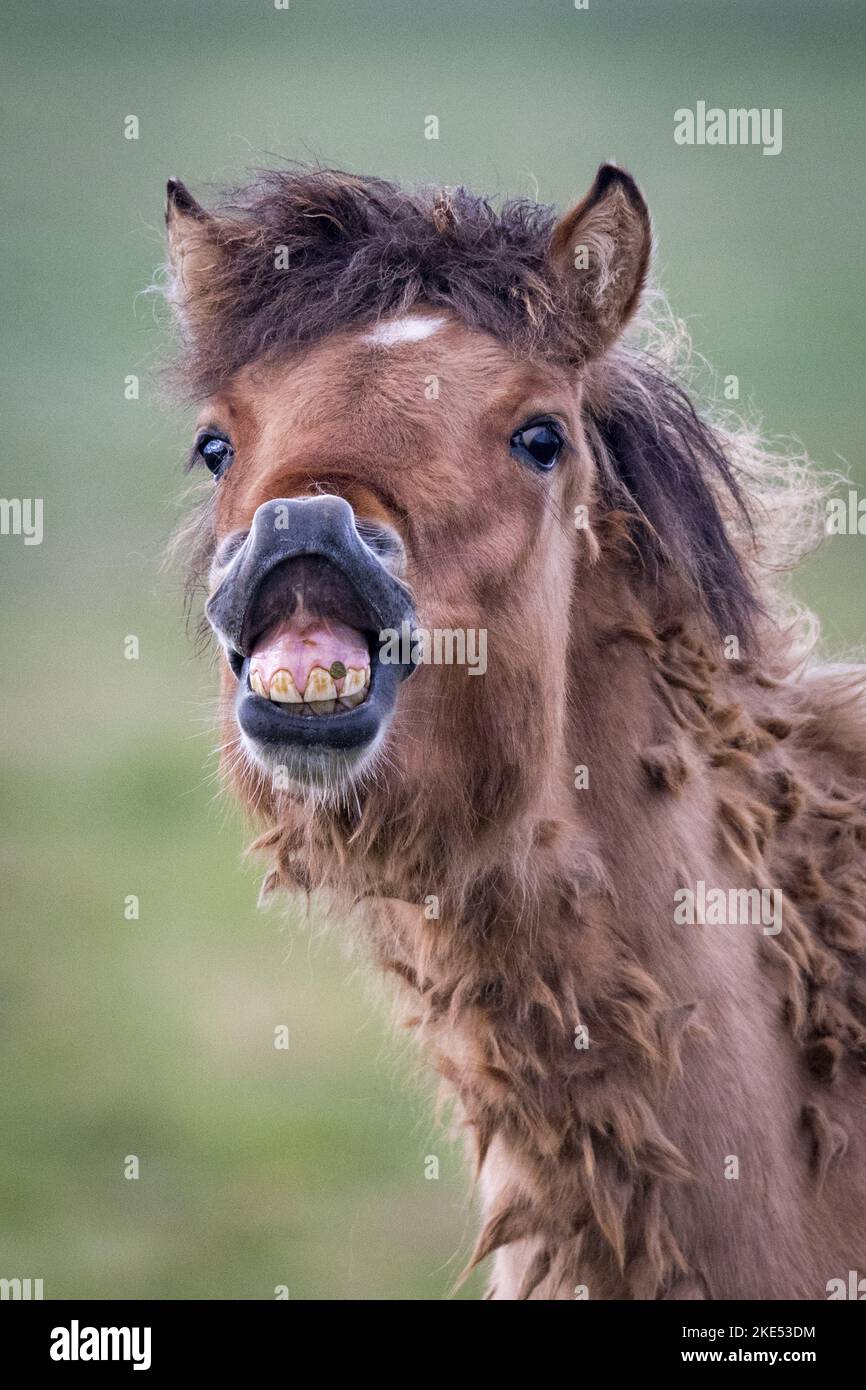 flehming Icelandic Horse Stock Photo - Alamy