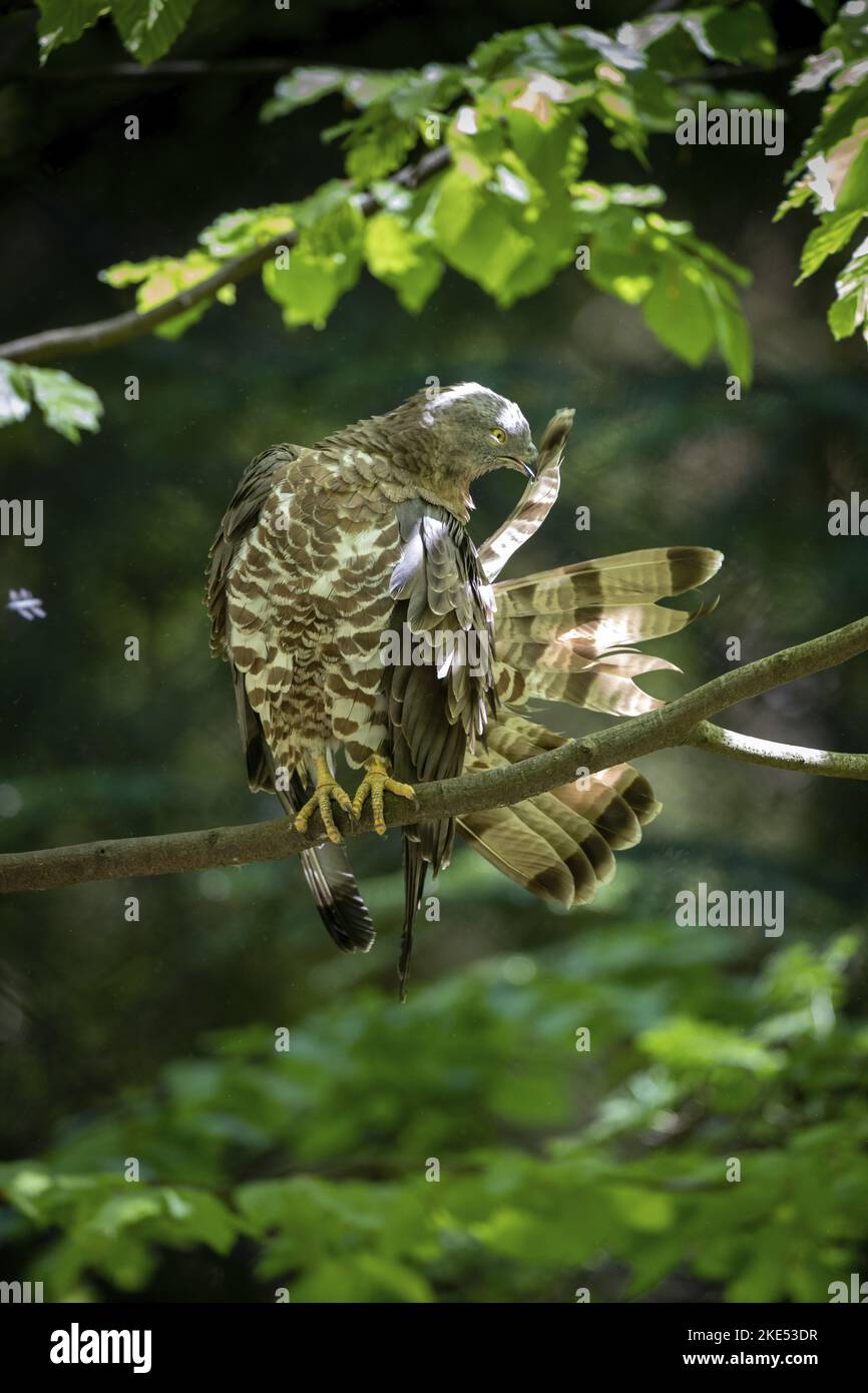 Preening buzzards hi-res stock photography and images - Alamy