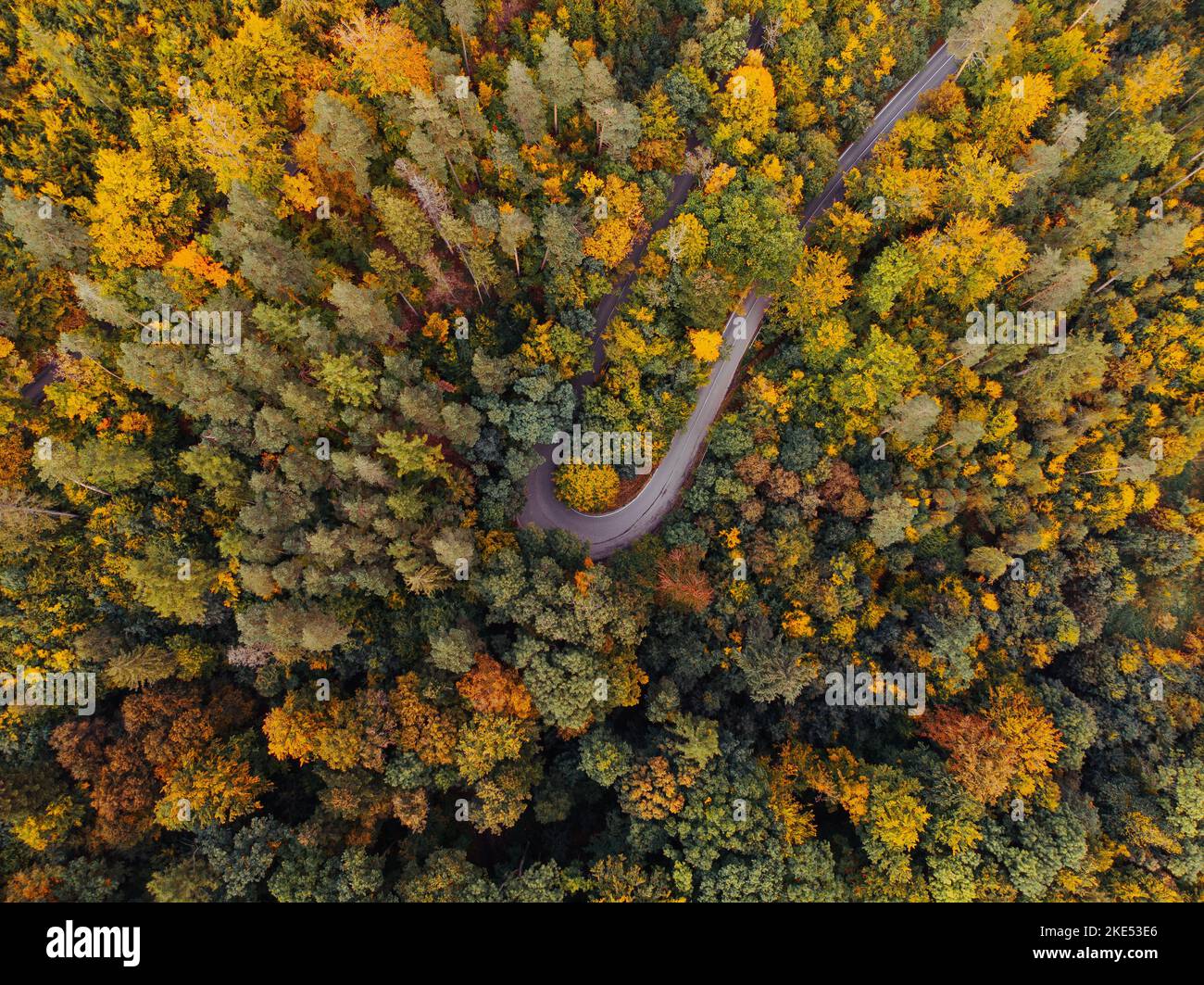 Aerial view of autumn forest with green, yellow and red trees. Wild ...