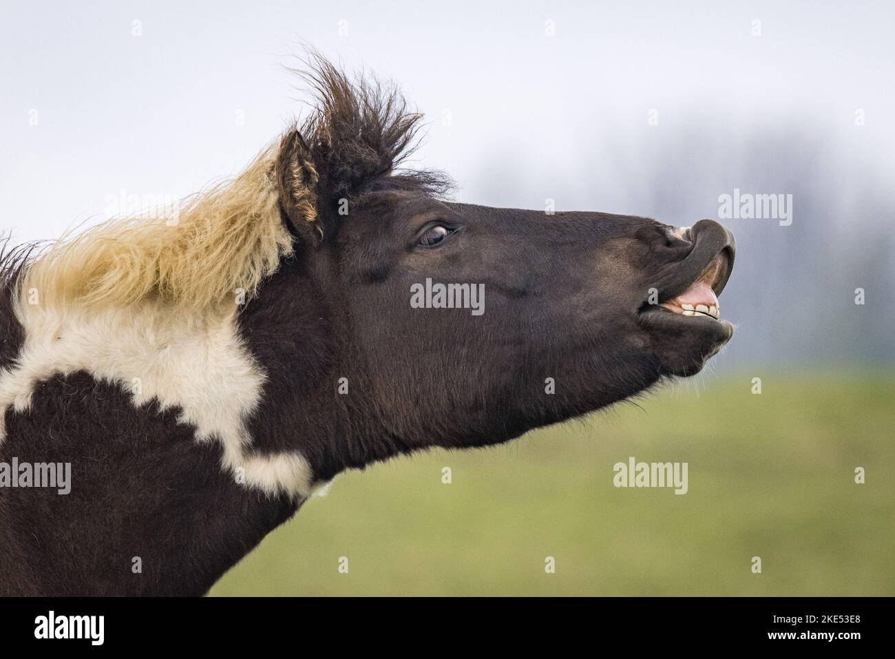 flehming Icelandic Horse Stock Photo - Alamy