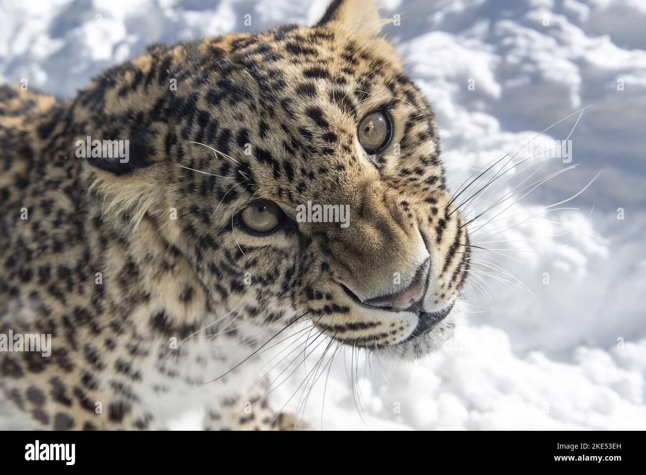 Iranian leopard hi-res stock photography and images - Alamy