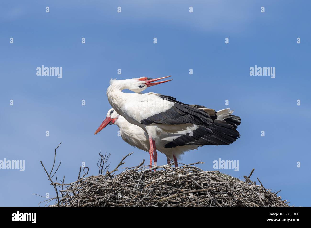 White side view lateral standing bird nest bird nests hi-res stock ...