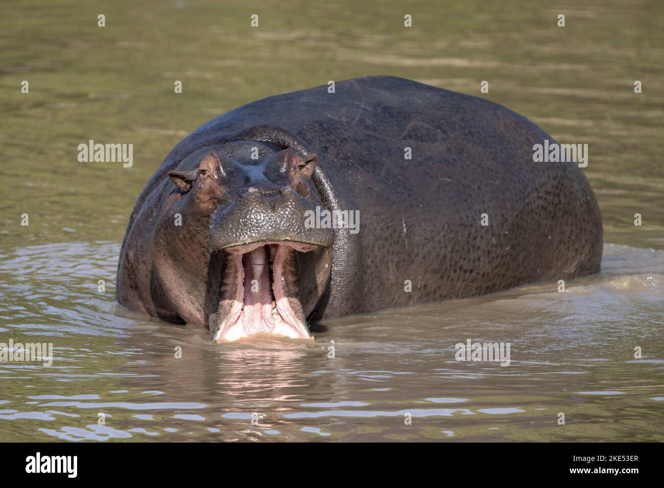 Screaming horse hi-res stock photography and images - Alamy